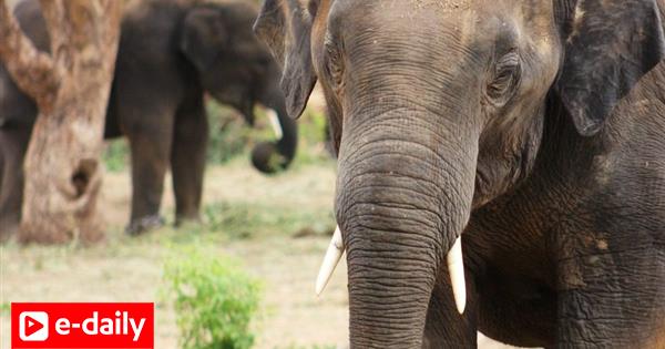 Η σοκαριστική φωτογραφία του ελέφαντα που δουλεύει 25 χρόνια μεταφέροντας τουρίστες (pics+video ...