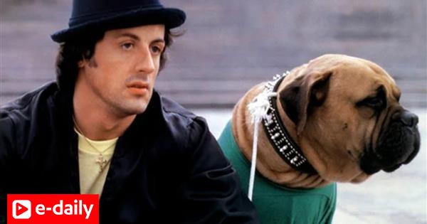 Αν δεν είδατε ακόμα το «Sly» στο Netflix, να το δείτε άμεσα (video) | E-Daily.gr