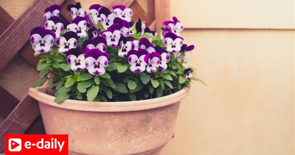 Ποια φυτά δεν πρέπει ποτέ να βάλεις στο μπαλκόνι σου τον Ιούνιο (pics) | E-Daily.gr