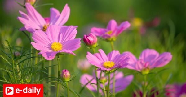 4 φυτά που λατρεύουν τον ήλιο του Μαΐου και δε θα σου ζητήσουν τίποτα (pics) | E-Daily.gr