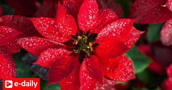 5 χρυσοί κανόνες για να επιβιώσει το αλεξανδρινό σου και μετά τις γιορτές | E-Daily.gr